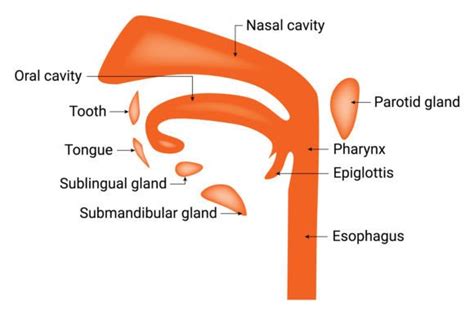 Parotid Gland Esophagus Science Design Graphic By Hamjaiu Creative