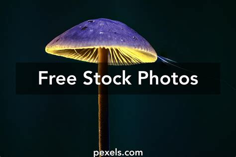Luminescent Mushroom Photos Download The Best Free Luminescent