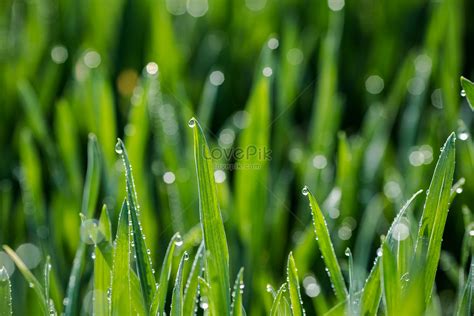 위의 이슬방울이 사진 무료 다운로드 Lovepik