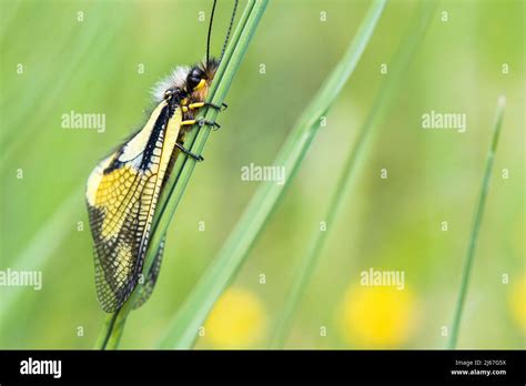 Libelloides Coccajus The Owly Sulphur Is An Owlfly Species