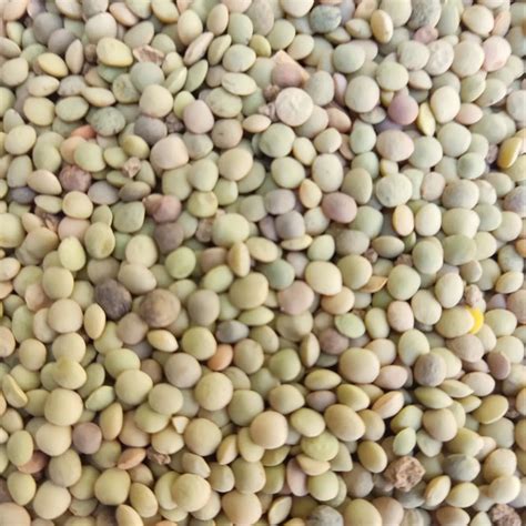 Javanecompany عدس خوشپخت درجه یک تناژمحدود موجود عدسایرانیدرجه1