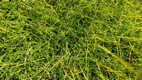 10 Best Types Of Grass For Your Lawn A Full Guide