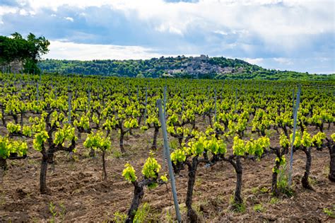 프랑스 남부 프로방스의 작은 마을 라코스테 근처 장미 레드 화이트 와인 생산 초여름에 포도원 0명에 대한 스톡 사진 및 기타