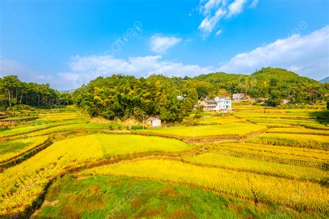 중국 시골 논 풍경 배경 시골 벼 쌀 배경 일러스트 및 사진 무료 다운로드 Pngtree