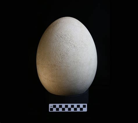 Giant Intact Egg Of The Extinct Elephant Bird Found In Buffalo Museum