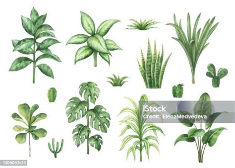 흰색 배경에 고립 된 가정 식물로 설정 된 수채화 벡터 장식 고정 엽서 포장 초대장 주방 및 원예에 대한 손으로 그린 그림 식물에 대한 스톡 벡터 아트 및 기타 이미지
