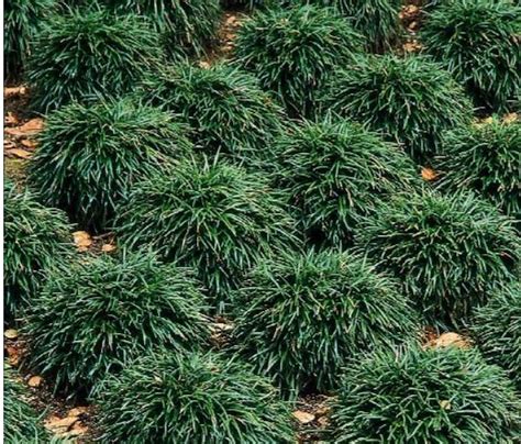 Dwarf Mondo Grass Lawn