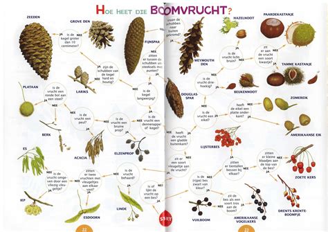 Bomen Herkennen Tekening Landschap Tekenen Easy Stap Voor Stap Ynavhy