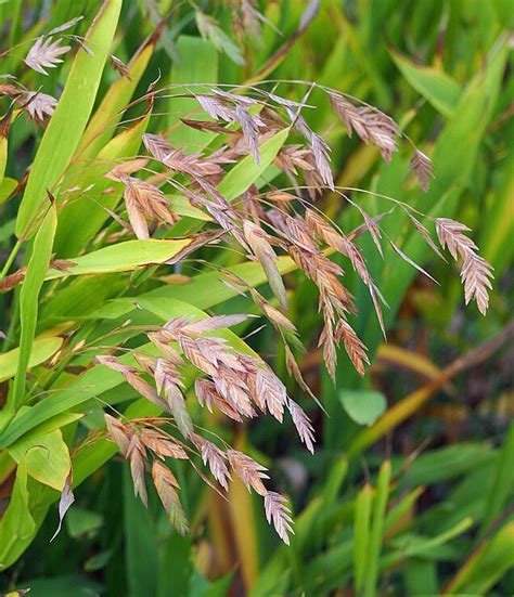 Chasmanthium Latifolium Northern Sea Oats 50 Seeds