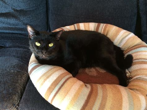 Body Condition Score The Hyperthyroid Cat Centre