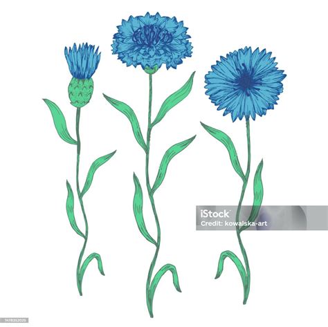 식물학 식물 골동품 조각 그림 센타우레아 시아누스 수레국화 19세기에 대한 스톡 벡터 아트 및 기타 이미지 19세기 계절 고풍스런 Istock