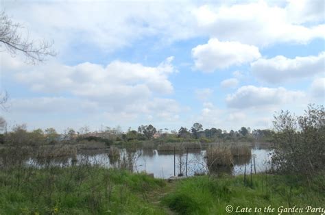 Late To The Garden Party Madrona Marsh Part 2