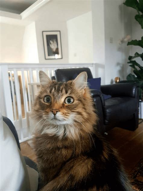 Molly Does Not Like People Walking By The Window Rmildlystartledcats