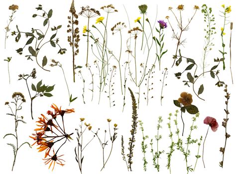 Pressed Flowers Png Dry Flowers Clipartdried Pressed Flower Etsy