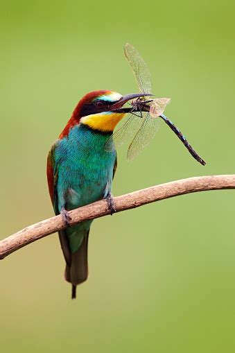 유럽 꿀벌 먹는 사람 메롭스 Apiaster 법안의 잠자리와 지점에 앉아 아름다운 새 자연 서식지에서 액션 장면 헝가리 감정에