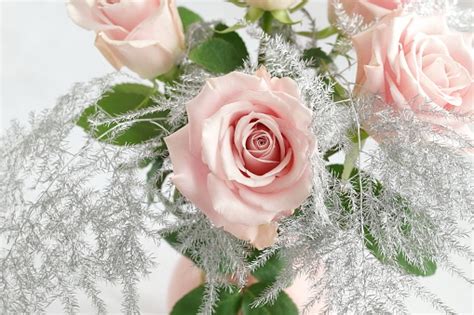 꽃 배경입니다 아름다운 핑크 장미와 실버 잎 부꾸 흰색 Backgrop에 꽃병 상단 보기에 꽃 카드입니다 0명에 대한 스톡 사진