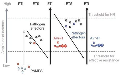 植物免疫系统的“御敌”机制基因病原体抗病