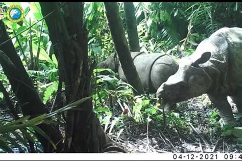 Ini 7 Fakta Soal Badak Cula Satu Ujung Kulon Poros Jakarta