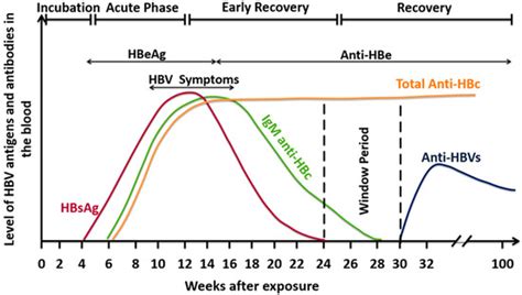 Hepatitis B Virus Molecular Epidemiology Host Virus Interaction