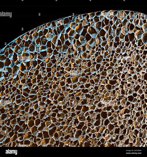Polystyrene Foam Coloured Scanning Electron Micrograph Sem Of A