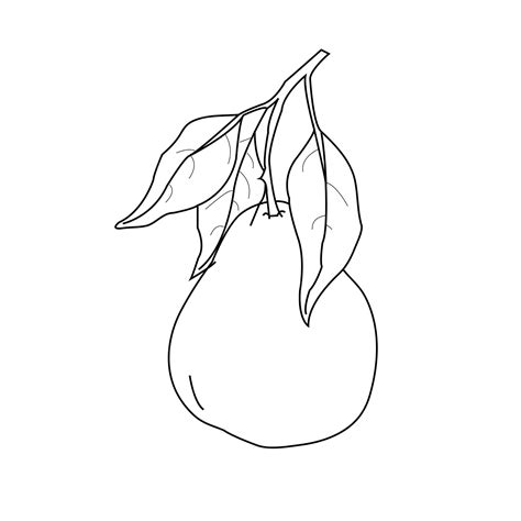 Premium Vector Guava Sketch Hand Drawing Of Guava Fresh Fruits And