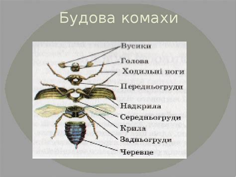 Презентація Будова комах