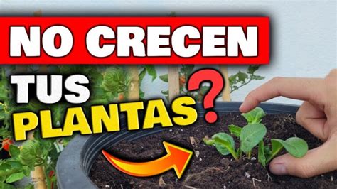 10 técnicas efectivas para estimular el crecimiento de las plantas
