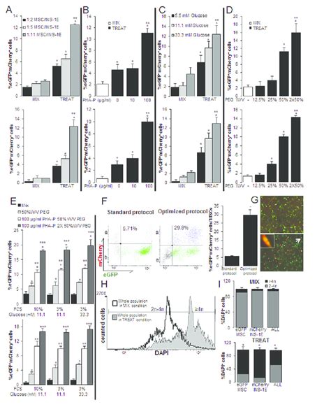 Optimization Of The Peg Mediated Cell Fusion For Rat Human β Msc