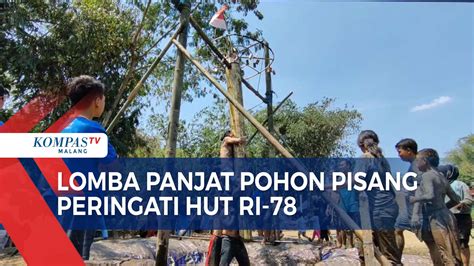 Video Seru Lomba Panjat Pohon Pisang Meriahkan Bulan Kemerdekaan