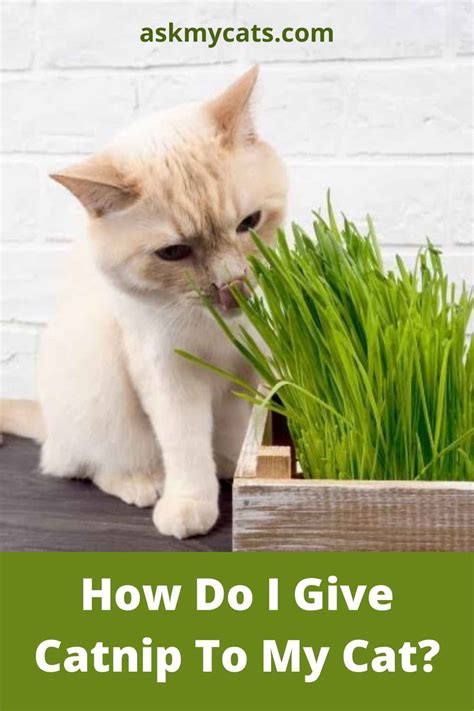 Can Cats Eat Catnip Is Catnip Safe For Cats