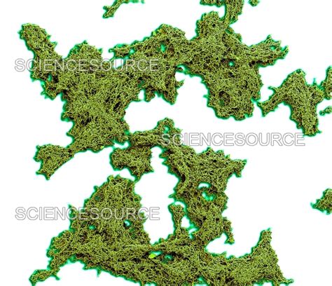 Streptococcus Gordonii Sem Stock Image Science Source Images