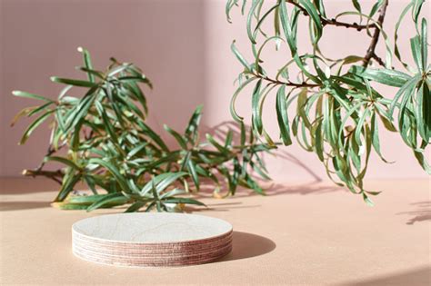 에코 제품의 프리젠 테이션을위한 나무 연단 나뭇잎과 자연 그림자가있는 나무를 자르십시오 Championship에 대한 스톡 사진 및 기타 이미지 Championship