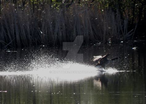 Did I Do That Part One By Nipntuck3 On Deviantart