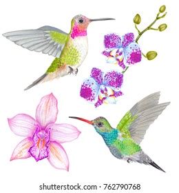 16 Humminbird Art Images Stock Photos 3D Objects Vectors