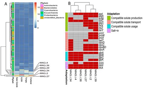 Taxonomic And Functional Characterization Of Mags Across Sites A