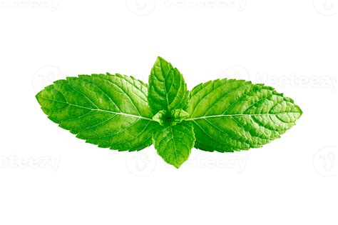 Menta Le Foglie Menta Le Foglie Isolato Su Trasparente Sfondo 22804962 PNG