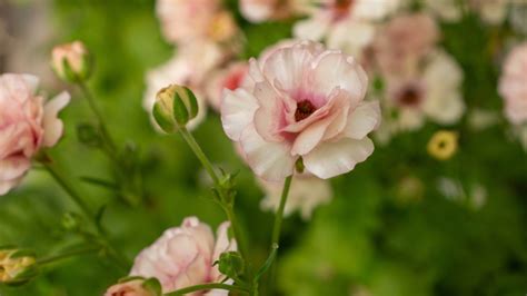 15 Ranunculus Varieties To Plant This Fall