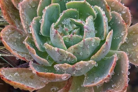 How To Use Diatomaceous Earth On Succulents A Comprehensive Guide
