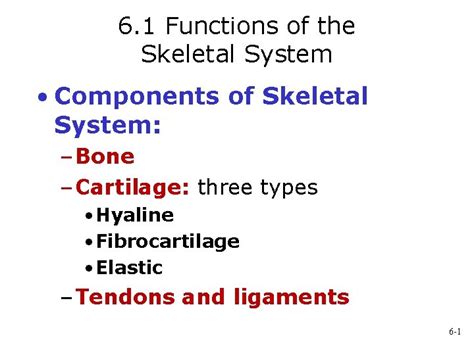6 1 Functions Of The Skeletal System Components