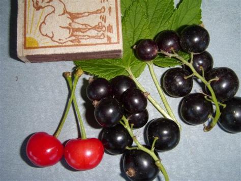 50 лучших сортов черной смородины для средней полосы, Подмосковья ...