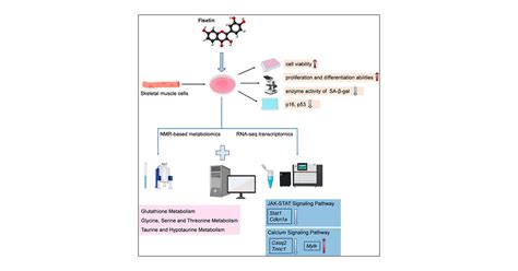 Fisetin Alleviates D Galactose Induced Senescence In C2c12 Myoblasts Metabolic And Gene