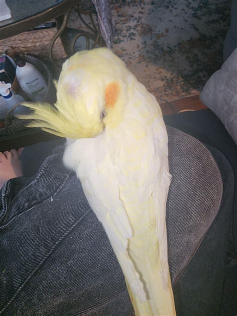 Is My Lutino Cockatiel A Male Or Female Rcockatiel