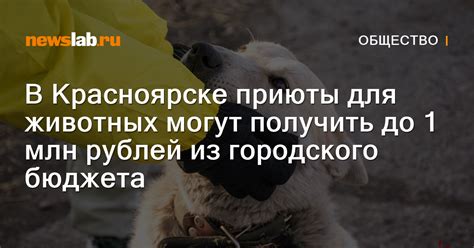 В Красноярске приюты для животных могут получить до 1 млн рублей из