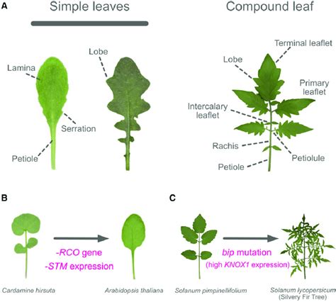 Diagram Of Simple And Compound Leaves A Diagram Of Simple And