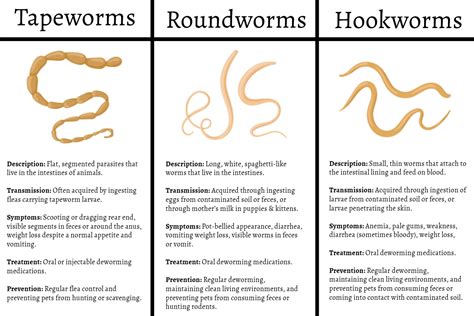 What Do Roundworms Look Like In Cat