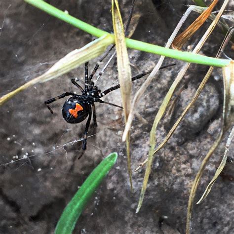Red Widow Spider Pictures