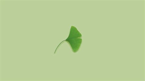 4K Plants Green Background Leaves Green Ginko HD Wallpaper Rare