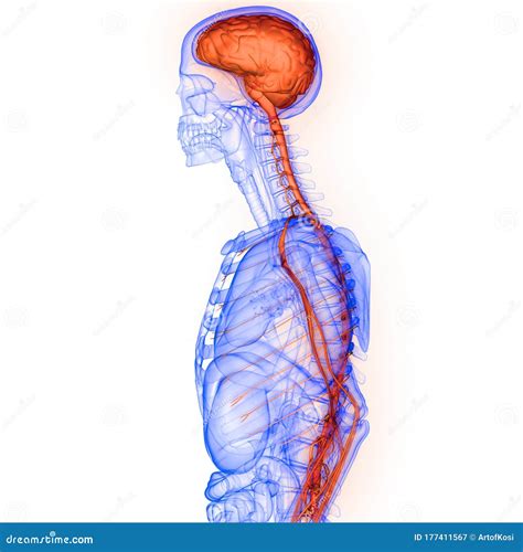 Brain A Part Of Human Central Nervous System Anatomy 3d Rendering Stock