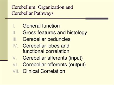 Ppt Cerebellum Organization And Cerebellar Pathways Powerpoint
