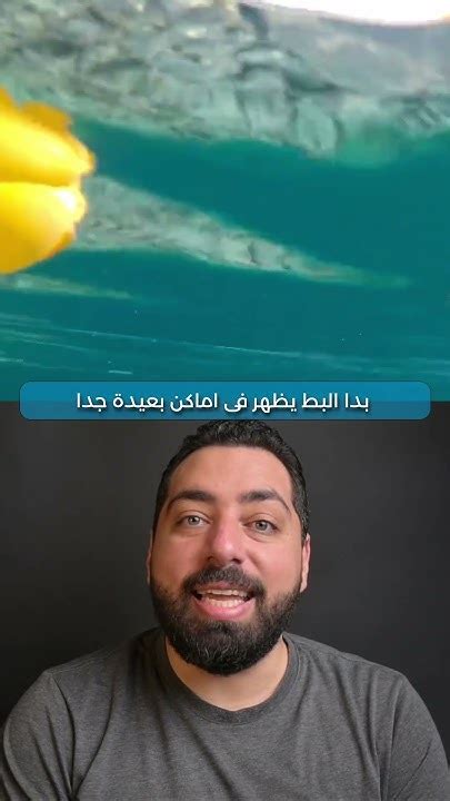 لعب البط في رحلة حول العالم Youtube